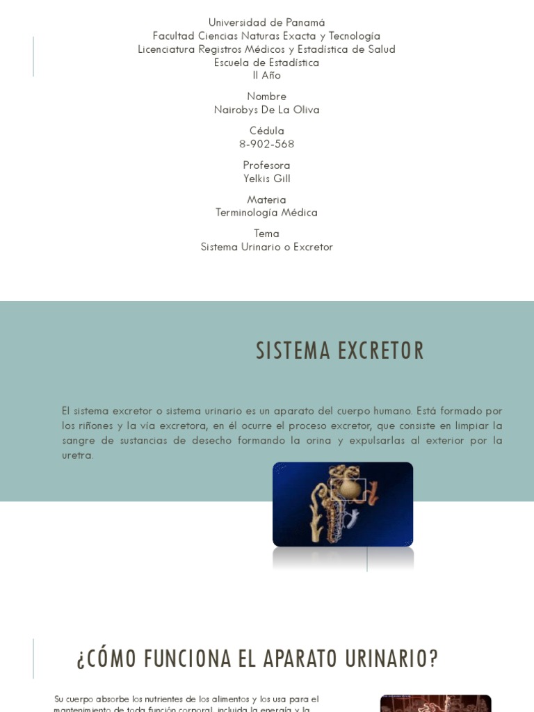 Sistema Urinario o Excretor | PDF | Sistema urinario | Riñón