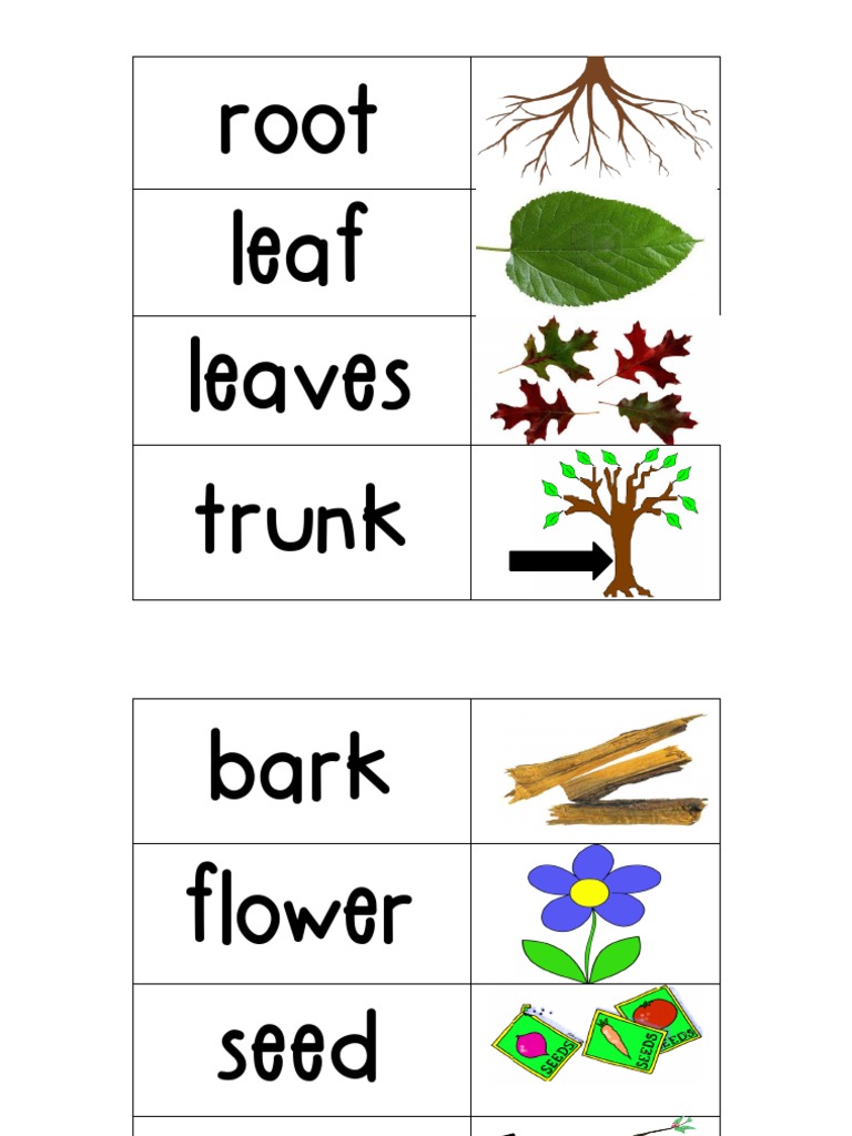 Parts of a Tree and Their Functions | PDF