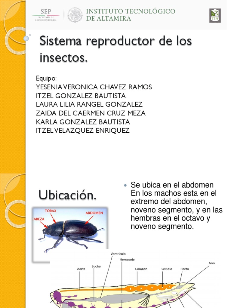 Tipos de Reproduccion de Los Insectos | PDF | Sexo | Insectos