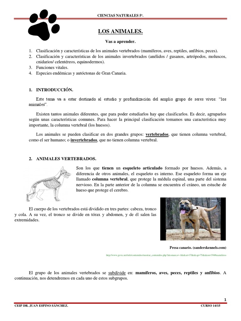 Los Animales | PDF | Vertebrados | Mamíferos