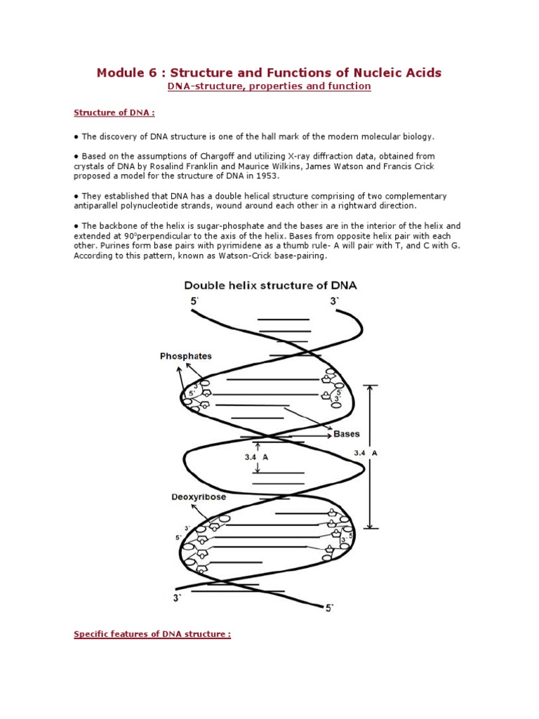 The Double Helix Structure of DNA: Base Pairing, Conformations, and ...
