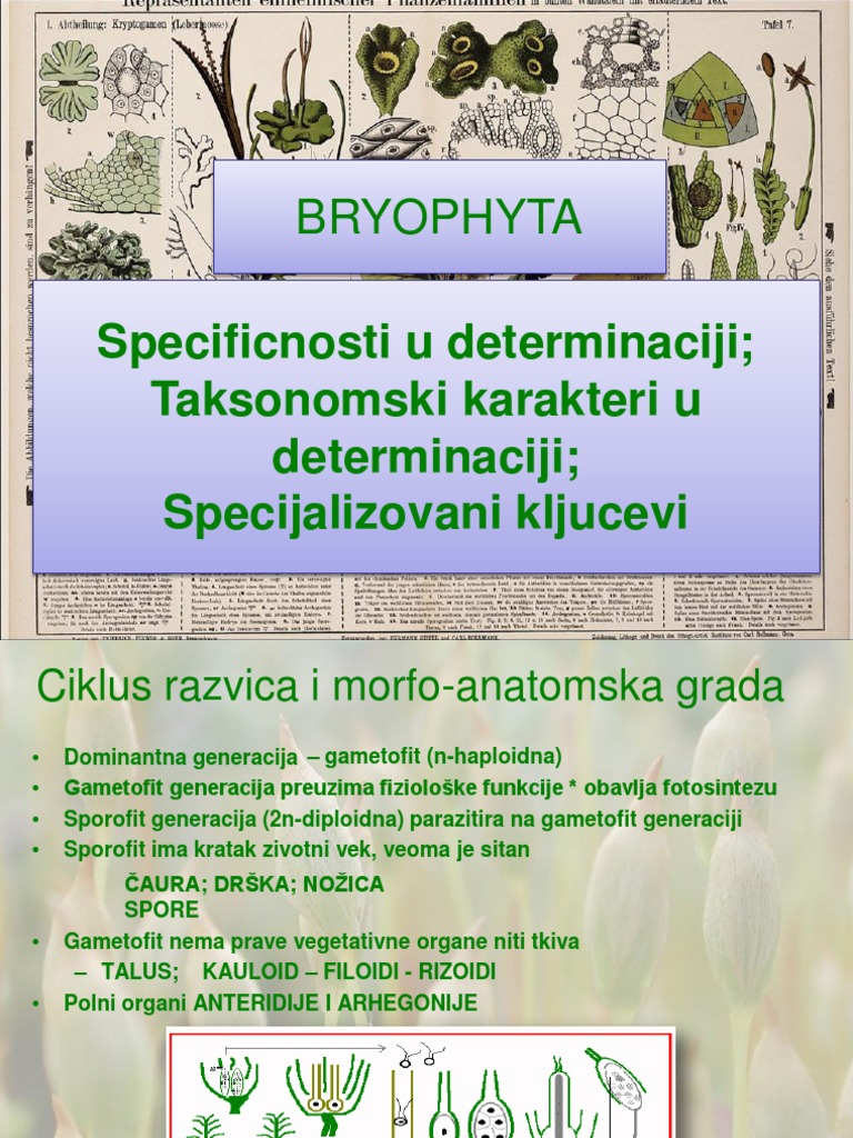 Bryophyta | PDF