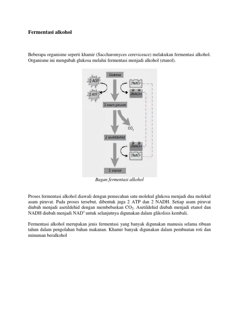 Fermentasi Alkohol | PDF