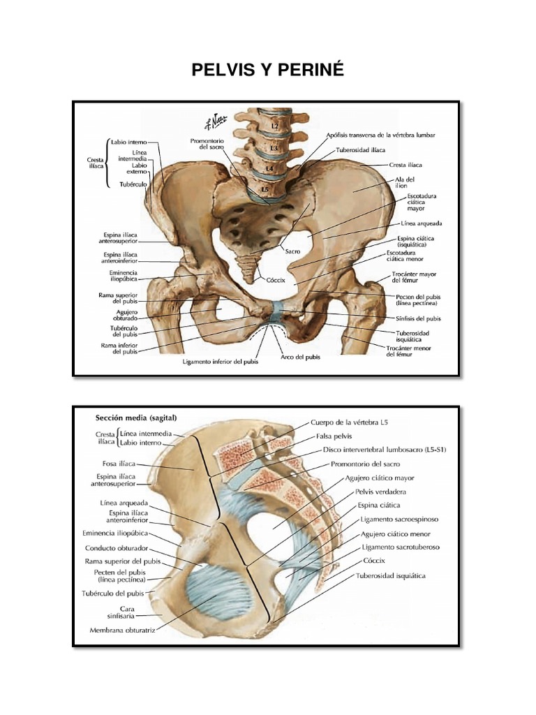 Pelvis y Periné | PDF | Pelvis | Anatomía humana