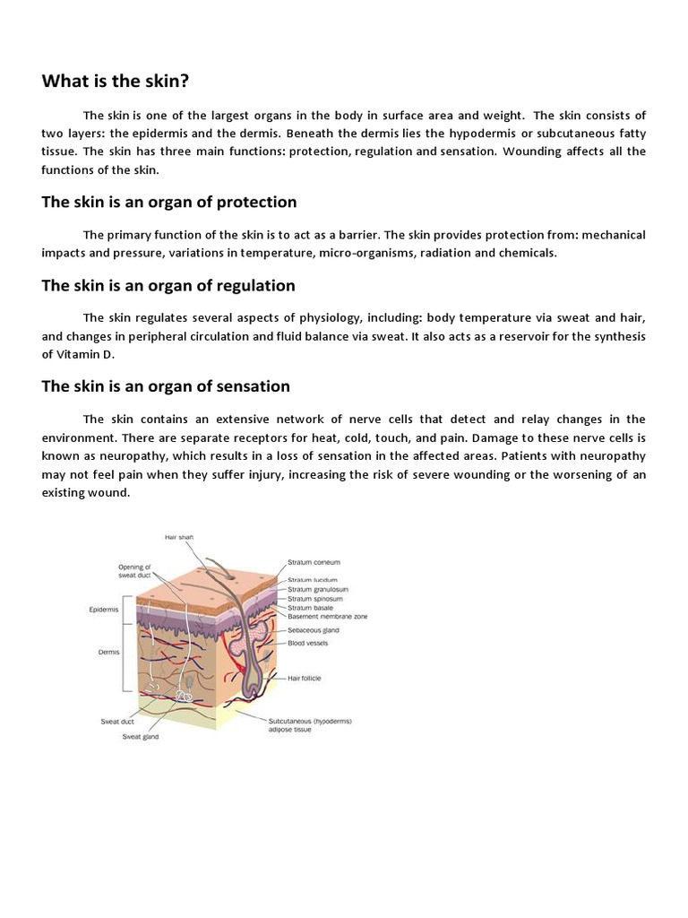 The Skin Is An Organ of Protection | Download Free PDF | Wound Healing ...