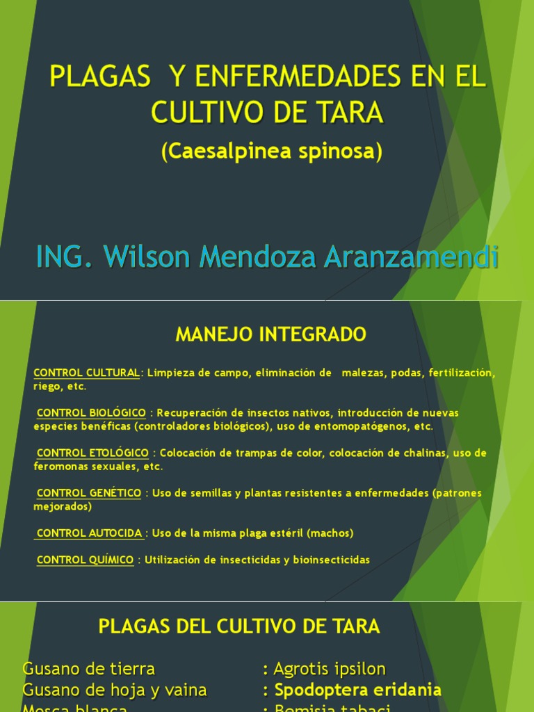 Control de Plagas en Cultivo de Tara | PDF | Insectos | Plantas