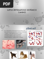 El Timo Animal | PDF