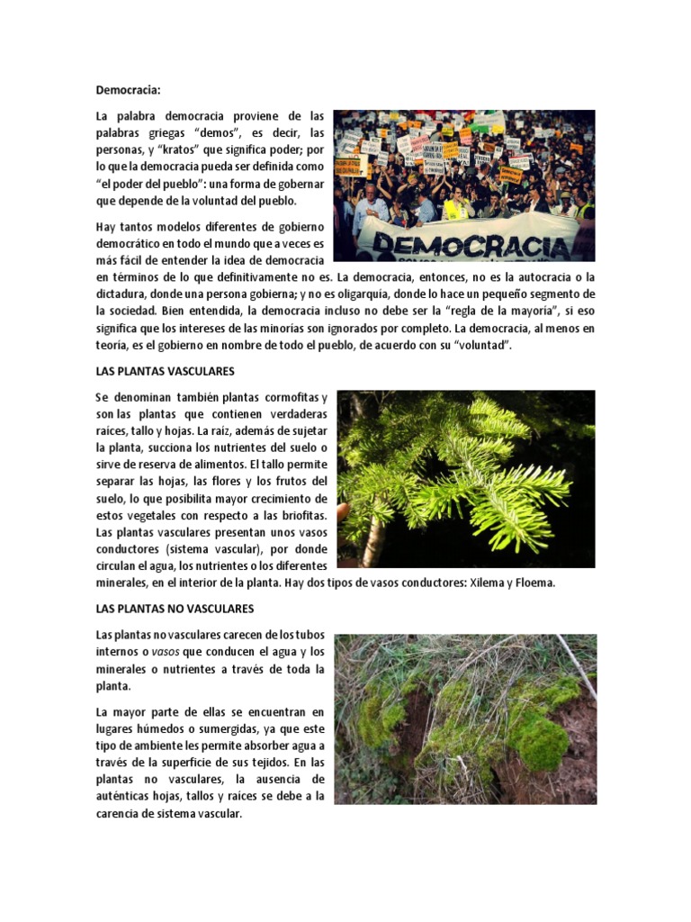 El concepto de democracia y sus características fundamentales | PDF ...