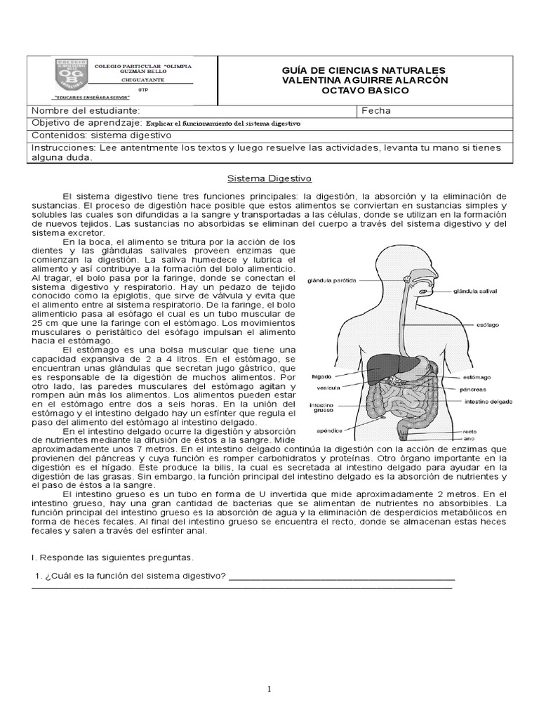 Guia Sistema Digestivo | PDF | Sistema digestivo humano | Digestión