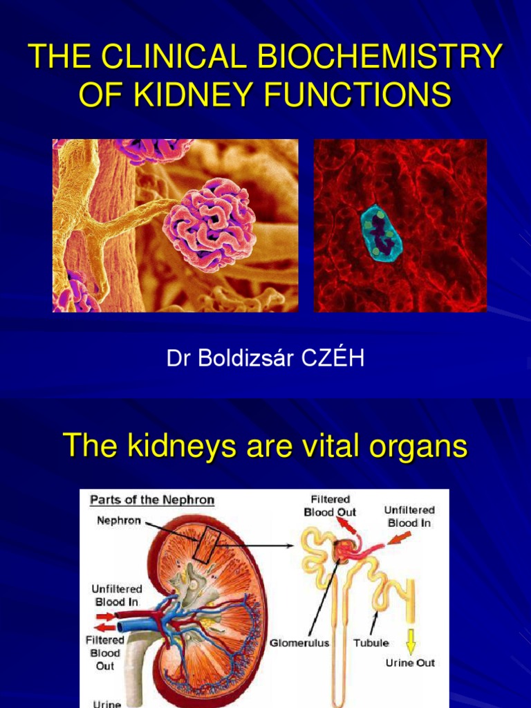 10 Kidneys 2017 PDF | PDF | Renal Function | Creatinine