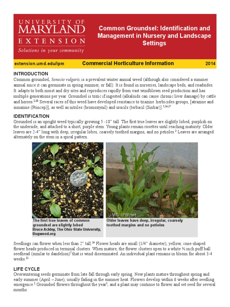 Common Groundsel: Identification & Control | PDF | Seed | Mulch