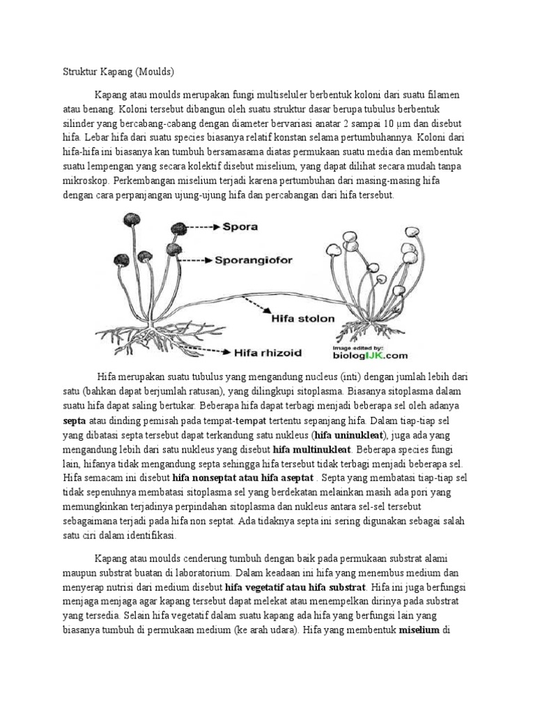 Struktur Kapang | PDF