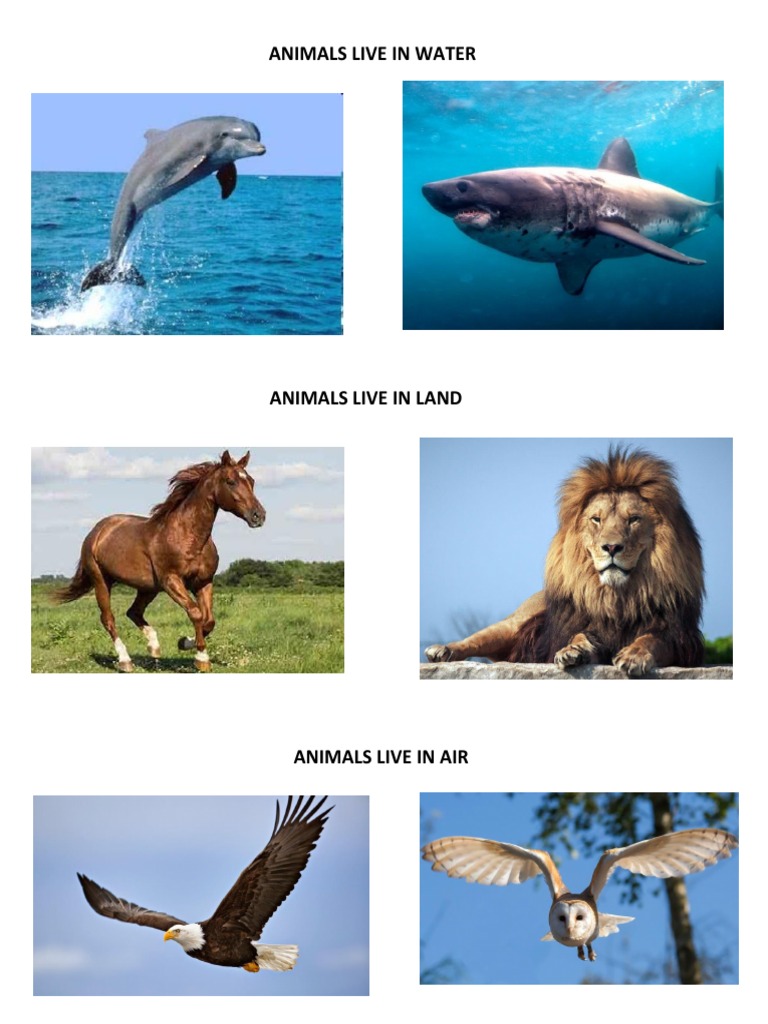 Animals | PDF