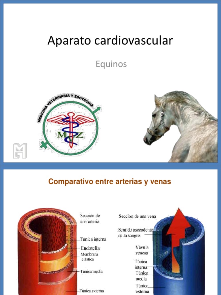 Sistema cardiovascular del equino | PDF | Vena | Corazón