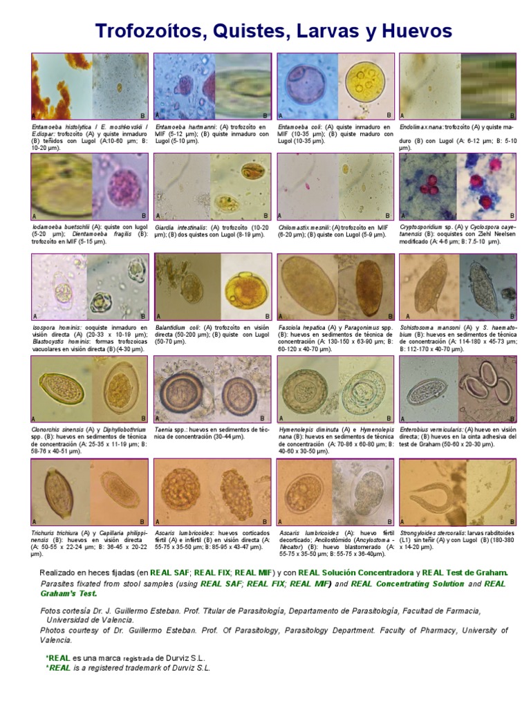 Parasitos en Copro | PDF | Microbiología | Bienestar