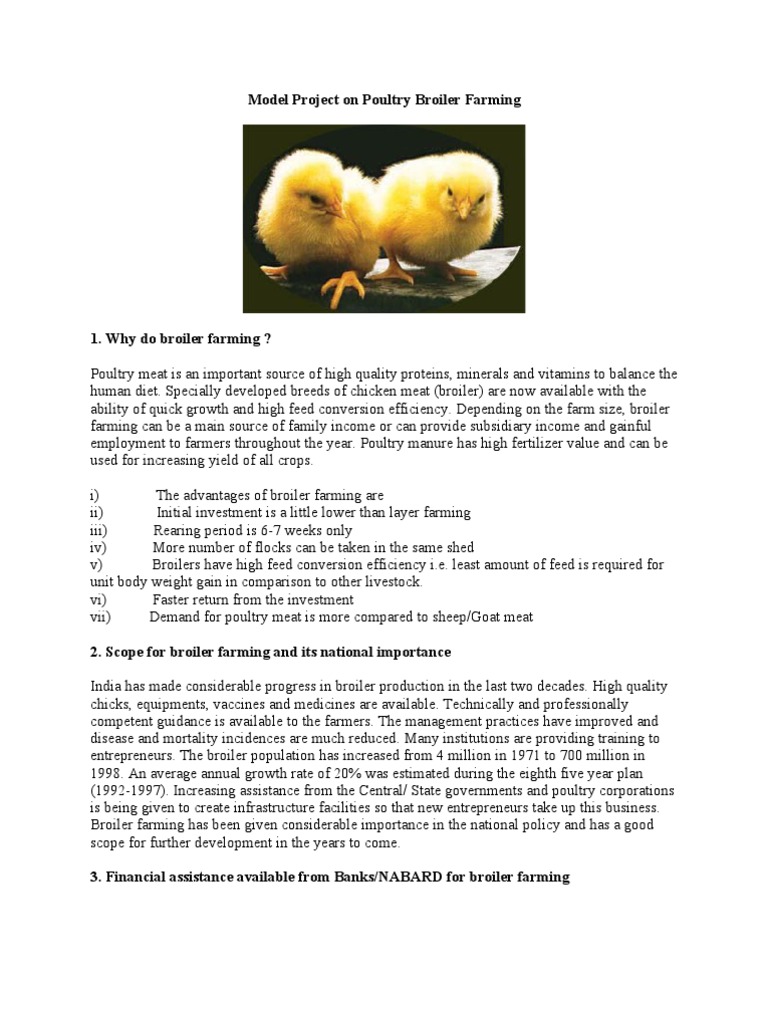 Poultry Broiler Farming Project Guide | PDF | Poultry Farming | Broiler