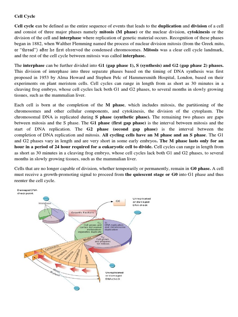 Cell Cycle | PDF | Cell Cycle | Mitosis