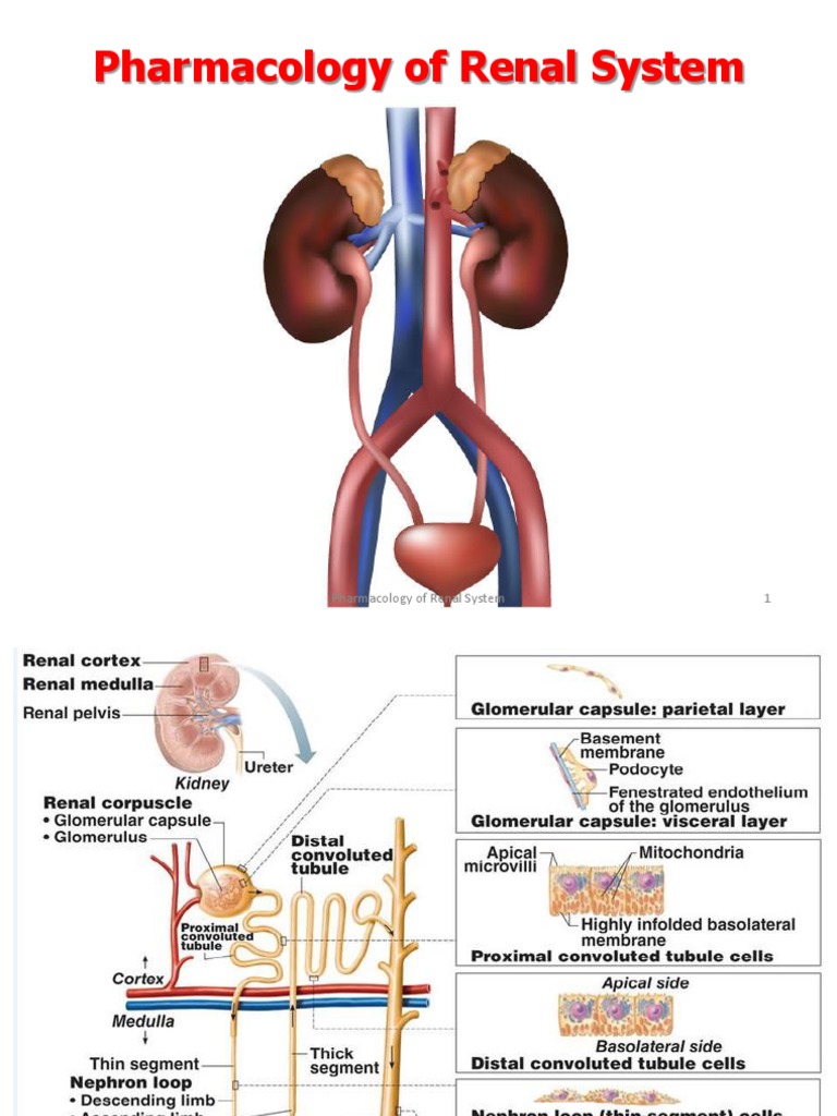 Renal System Pharmacology Overview | PDF | Kidney | Alzheimer's Disease