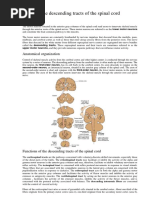 MRI Reporting Templates Overview | PDF | Vertebral Column ...
