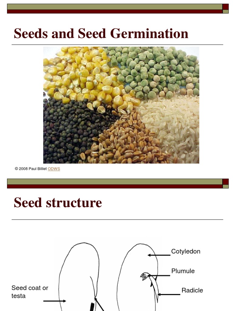 12. Seed Germination | PDF | Seed | Hydrolysis