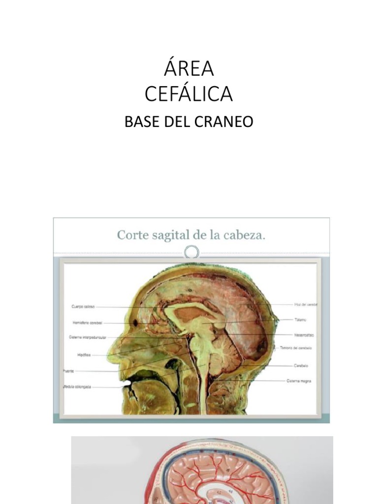 Unidad 2 SNC, Cefalica | PDF | Cerebelo | Cráneo