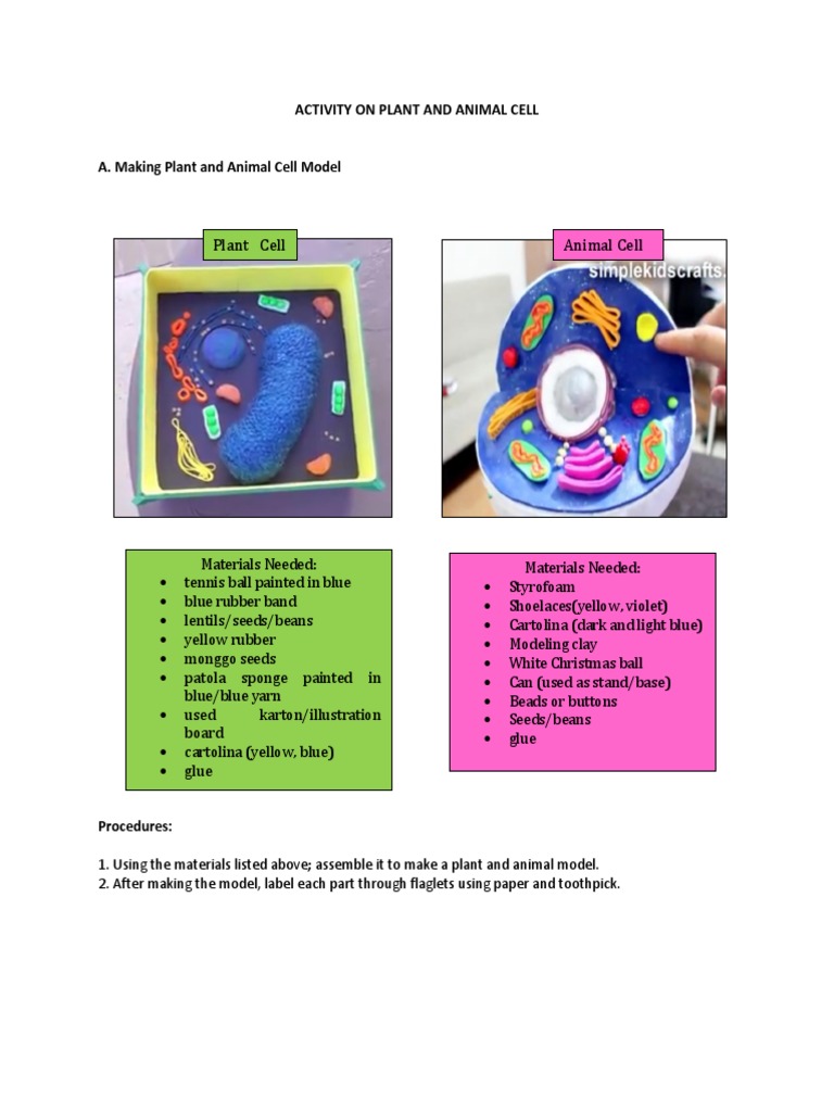 Plant and Animal Cell Model Guide | PDF