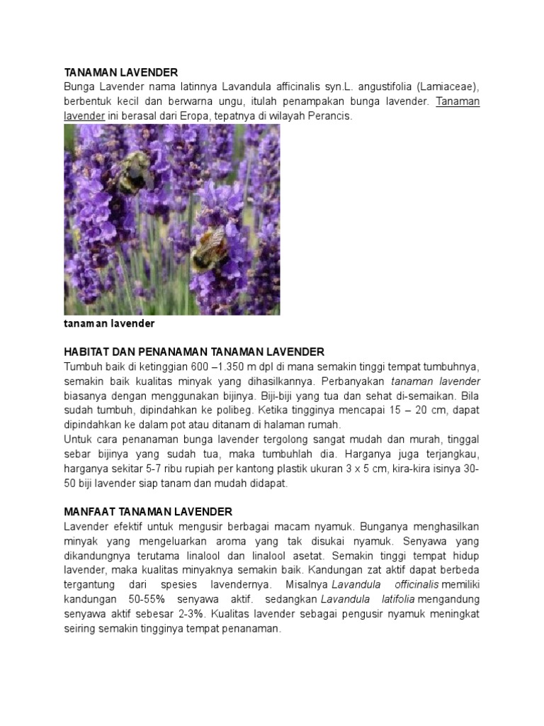 Lavender | PDF