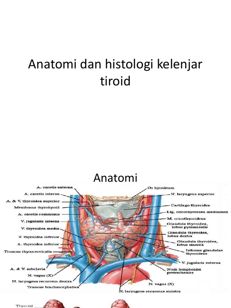 Anatomi Dan Histologi Kelenjar Tiroid | PDF