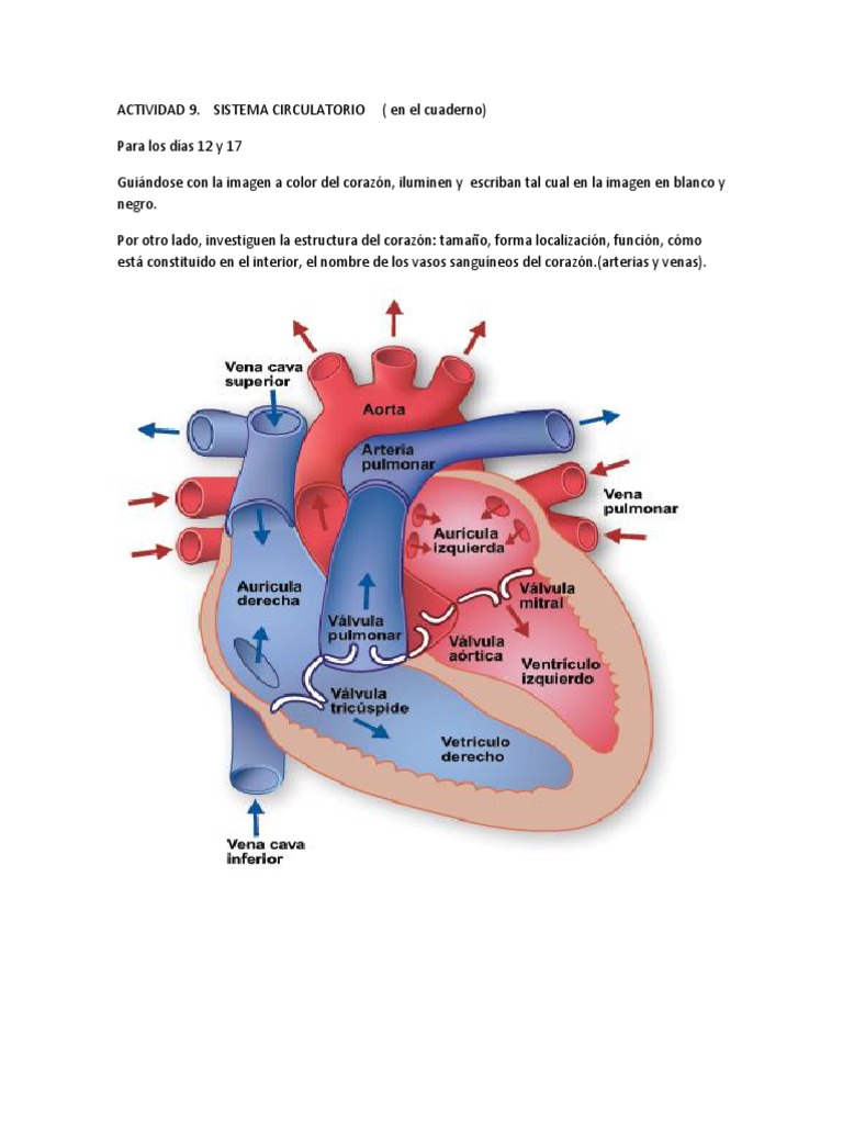 ACTIVIDAD 9 Corazon | PDF | Corazón | Sistema circulatorio
