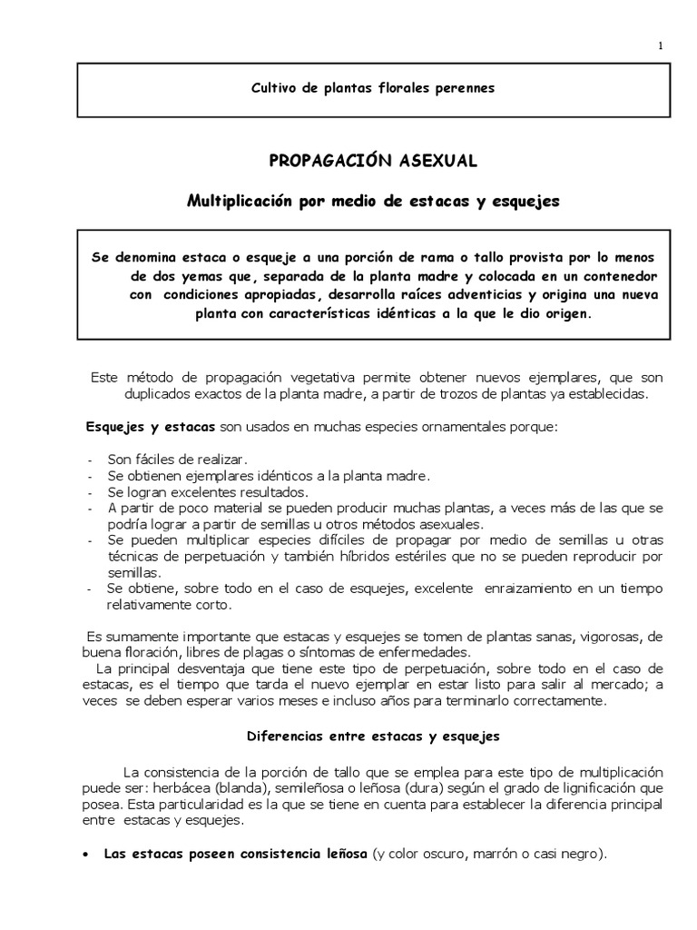 Anatomia 3 | PDF | Tallo de la planta | Hoja