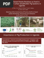 Ube Production Guide | PDF | Mulch | Fertilizer