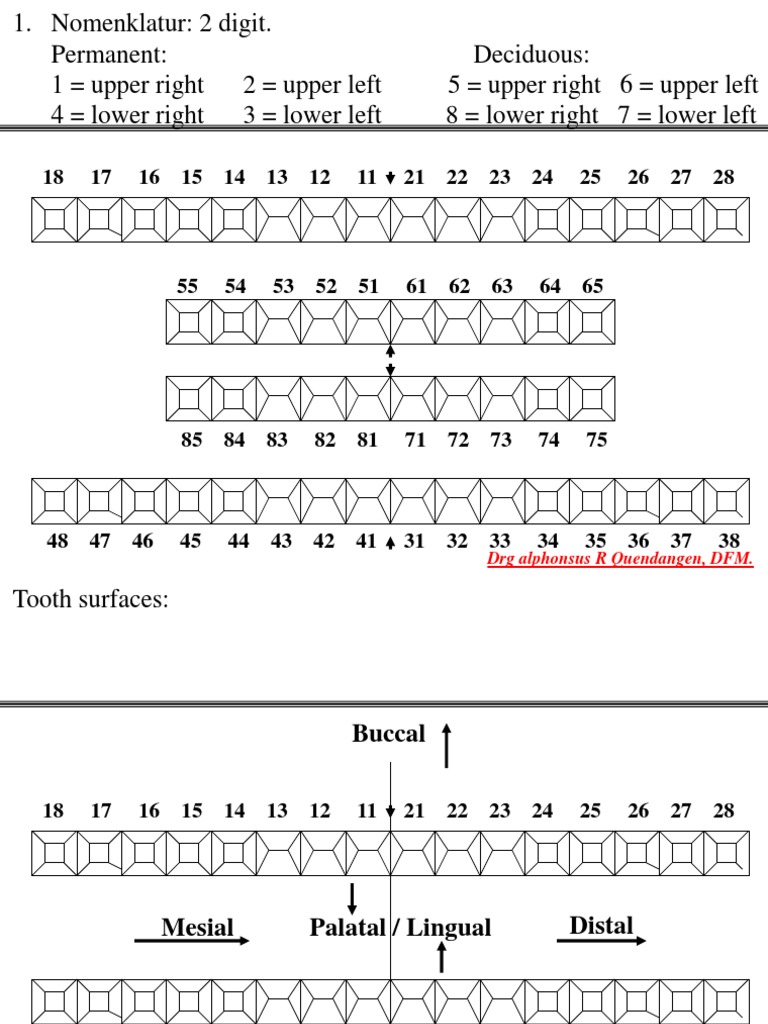 Odontogram 2 | PDF | Anatomical Terms Of Location | Face