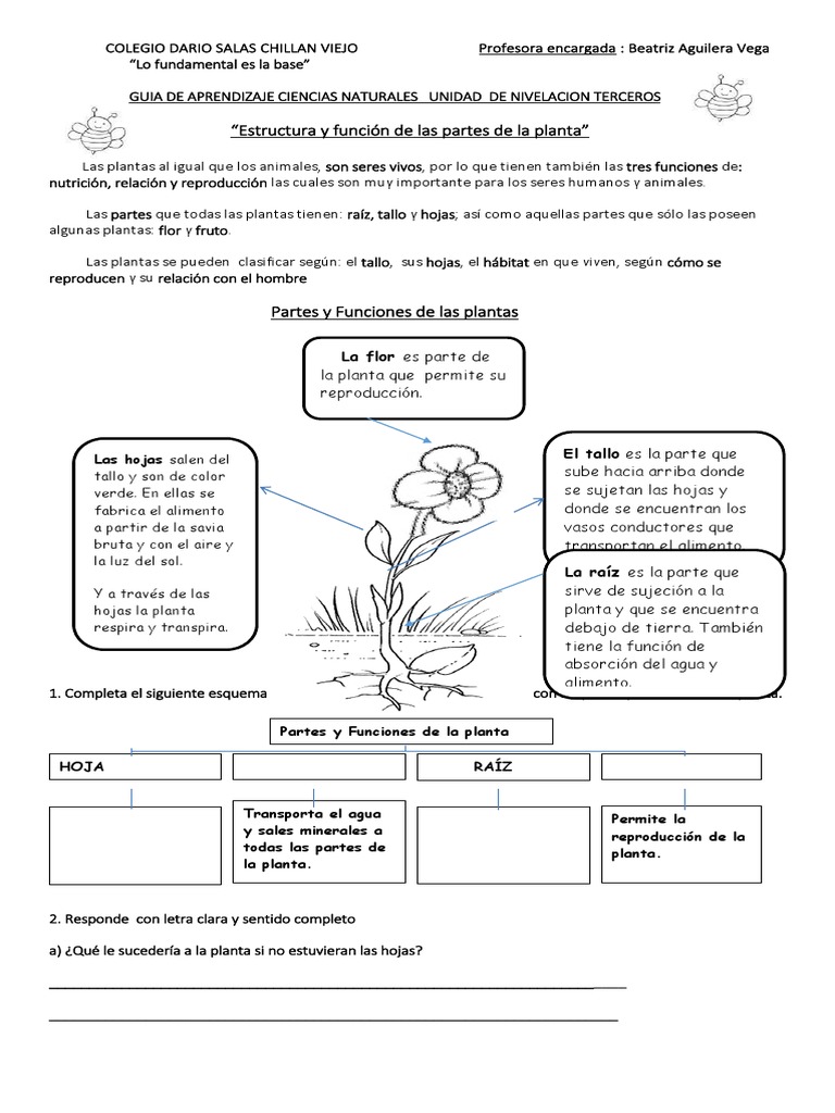 Estructura y funciones de las plantas | PDF | Plantas | Flores