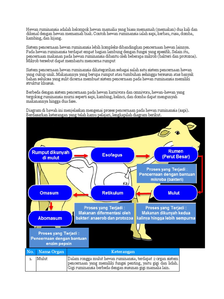 Hewan Ruminansia Adalah Kelompok Hewan Mamalia Yang Biasa Memamah | PDF