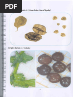 Denumiri de Plante in Diverse Limbi | PDF | Edible Plants | Medicinal ...