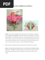 Parts of Gumamela Flower | PDF | Flowers | Petal