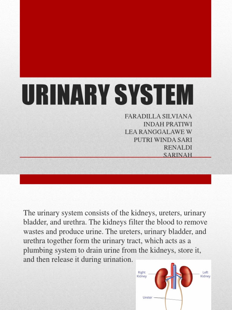 Urinary System Faradilla Silviana Indah Pratiwi Lea Ranggalawe W Putri
