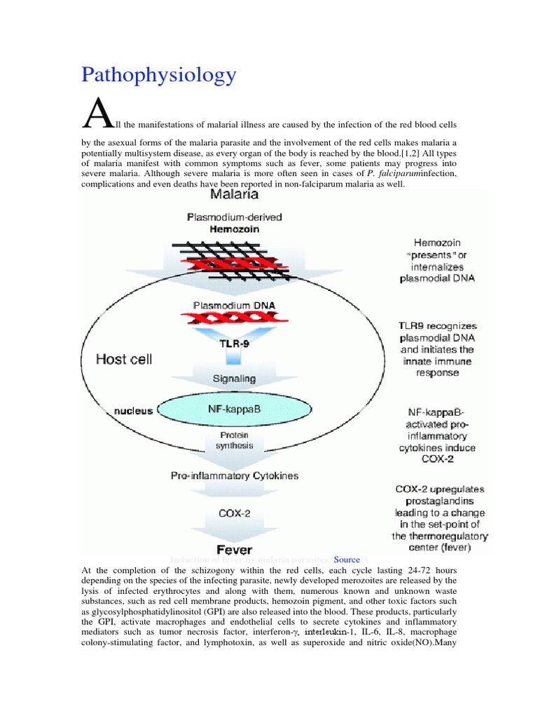 Pathophysiology of Malaria | PDF | Red Blood Cell | Cell Adhesion