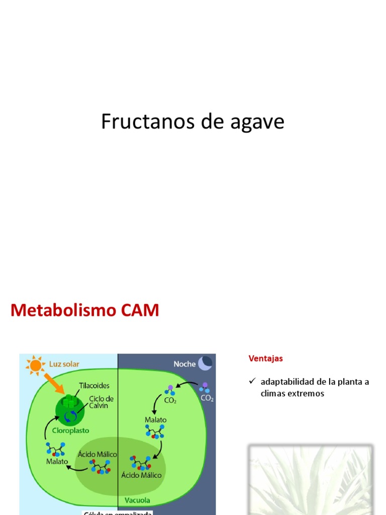 Fructanos de Agave | Carbohidratos | Sacarosa