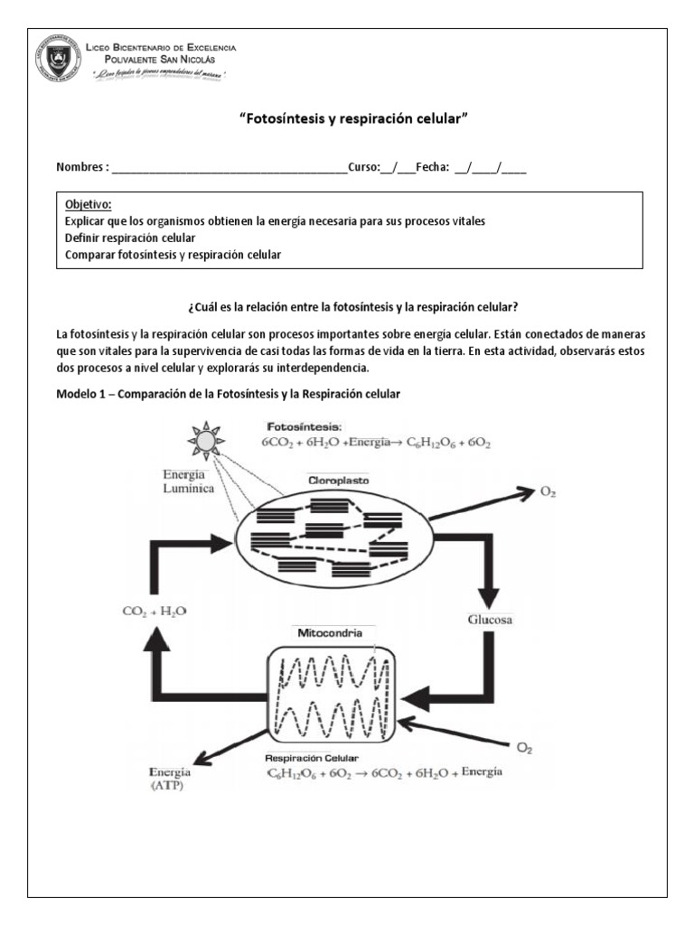 Hoja De Trabajo De Respiración Celular Y Fotosíntesis: Respuestas