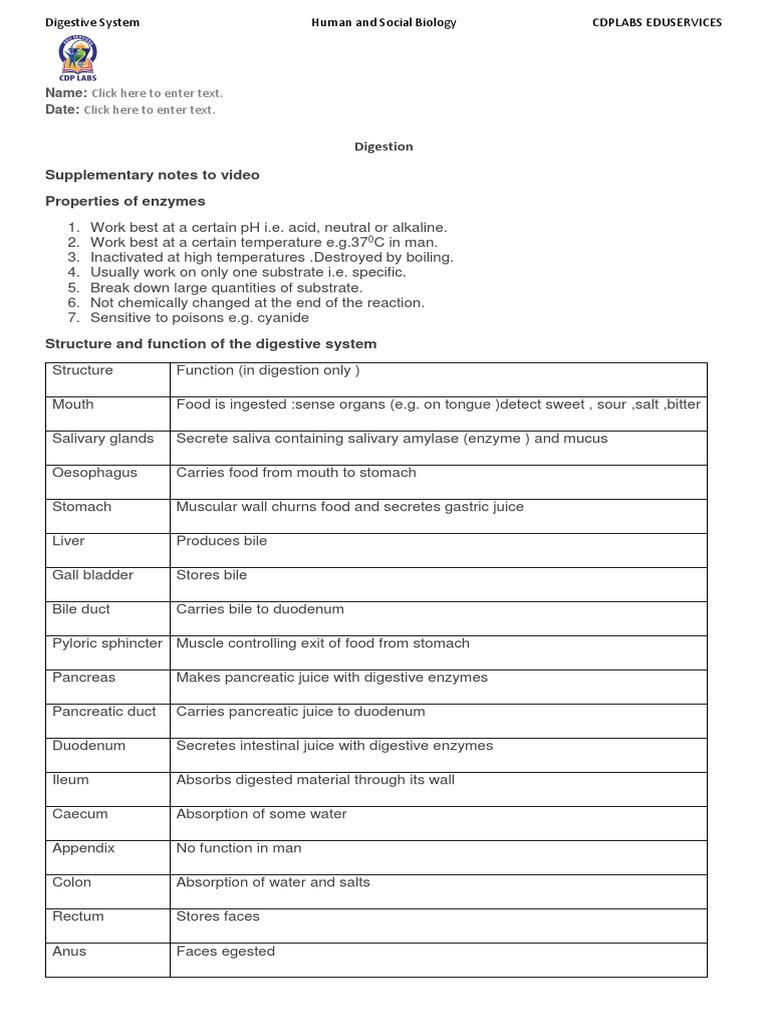 Digestive Worksheet | PDF | Digestion | Human Digestive System