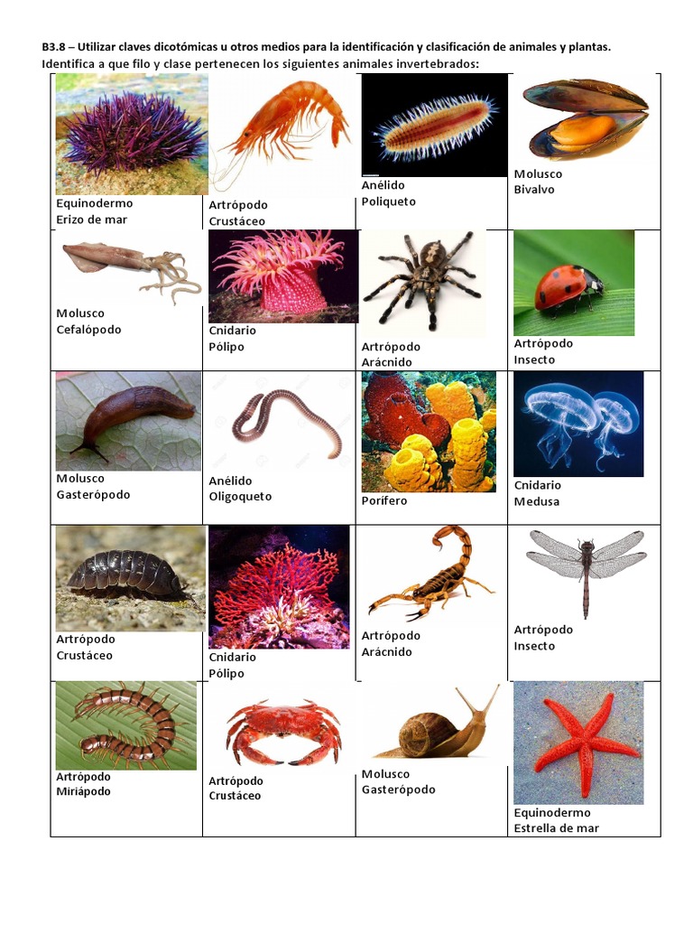 50 Ejemplos De Animales Invertebrados