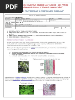 Tejido Conductor Vegetal | PDF | Fisiología de las plantas | Botánica