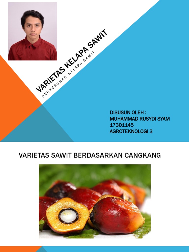 Varietas Kelapa Sawit | PDF