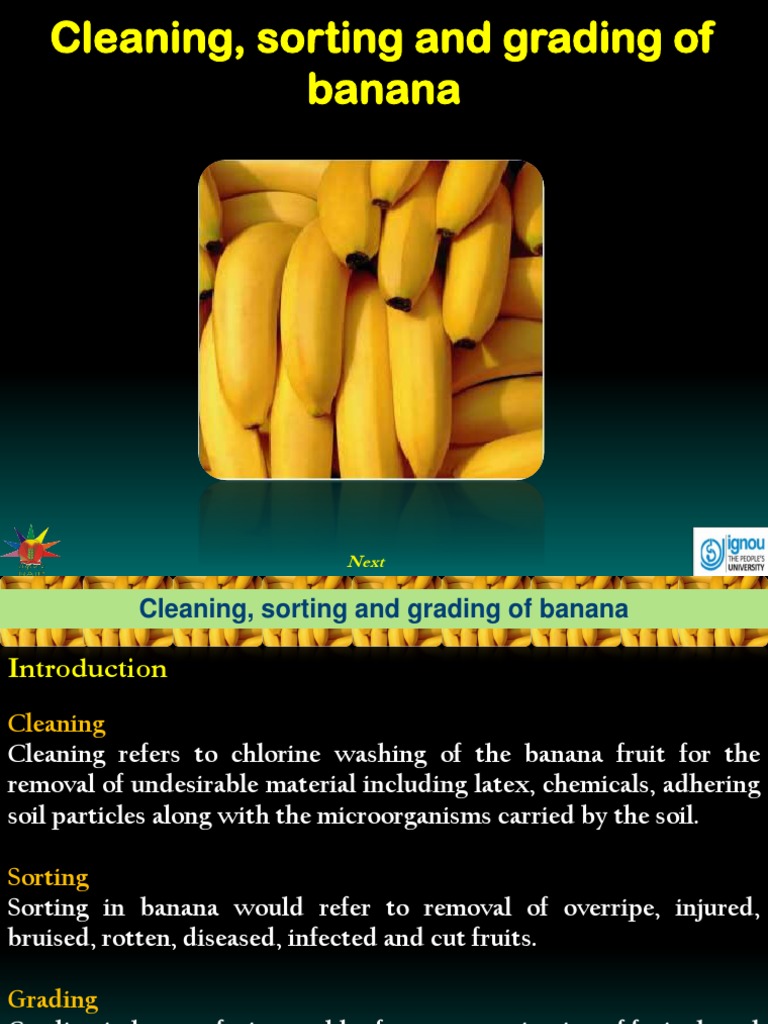 Cleaning, Sorting and Grading of Banana | Banana | Fruit