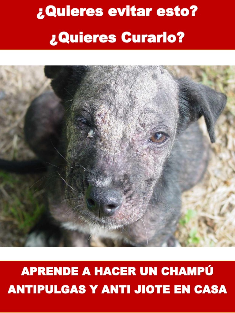 Champú Casero para Jiote en Perros | PDF | Champú | sal