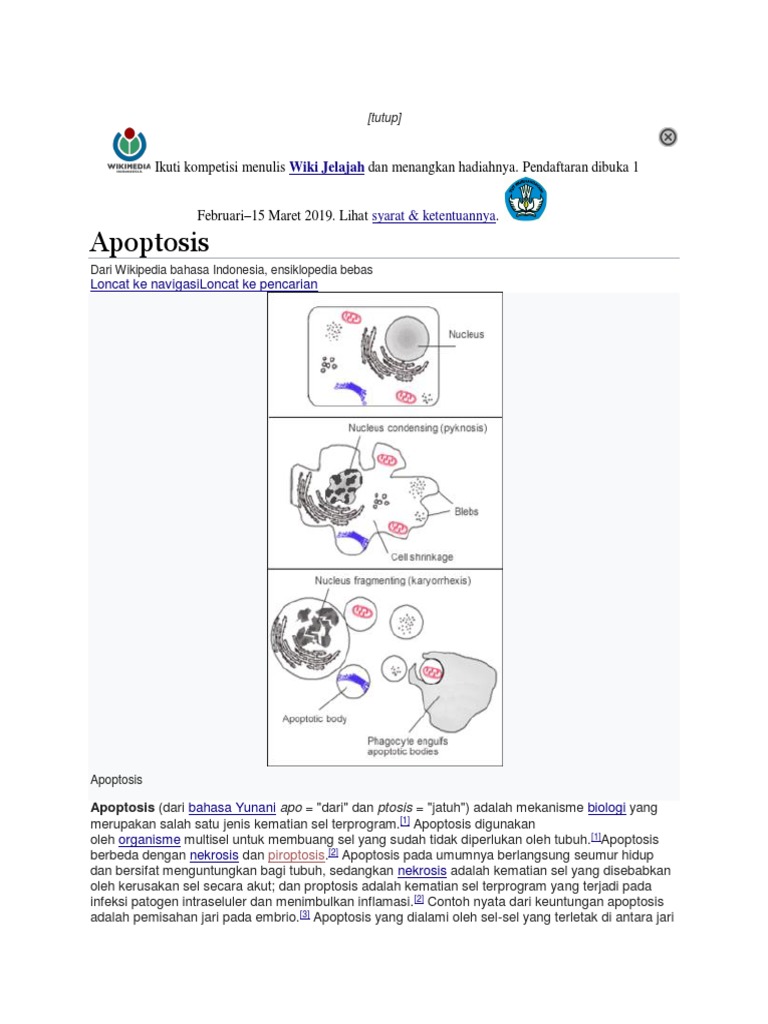 Apoptosis Sel PDF | PDF