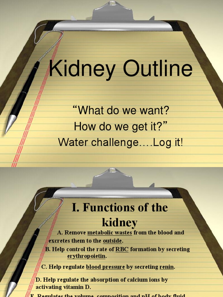 Kidneyoutline | PDF | Kidney | Anatomy