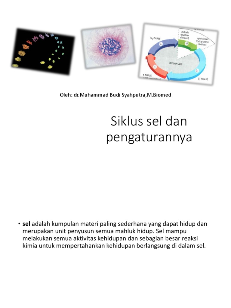 PPT Siklus Sel | PDF