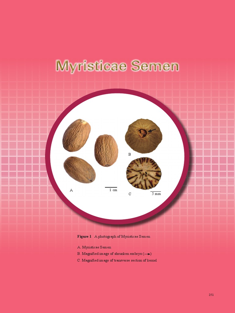 Myristicae Semen - An Microscopic Analysis of Nutmeg (Myristica ...